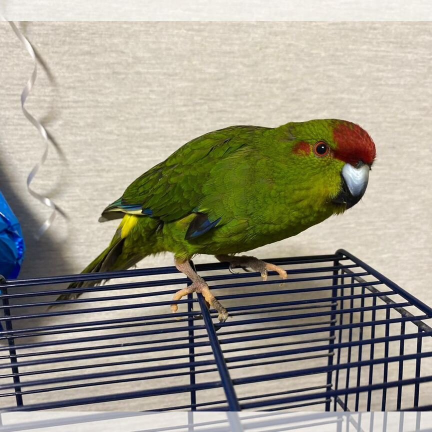 Попугай какарик