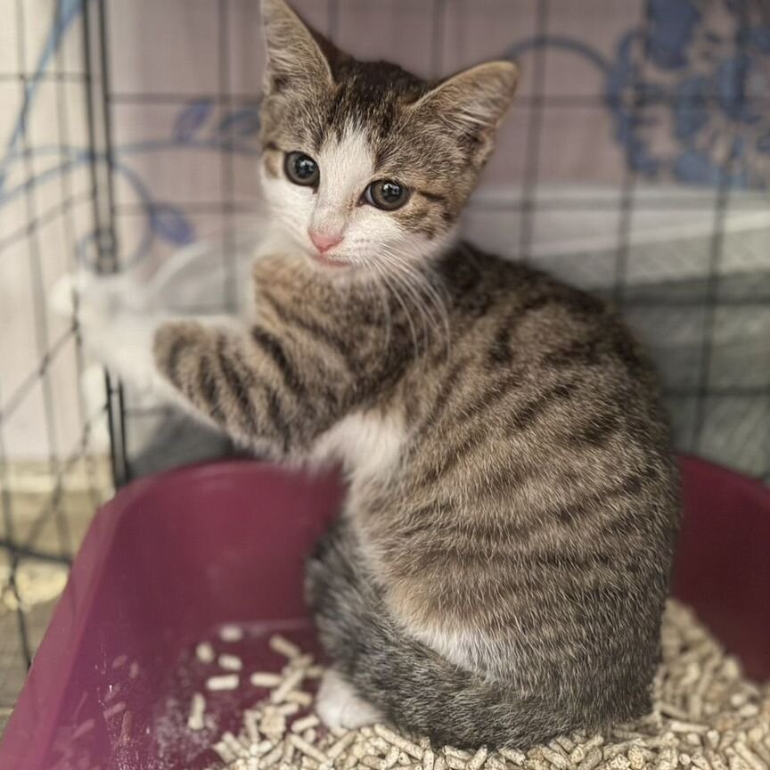 Котёнок в добрые руки