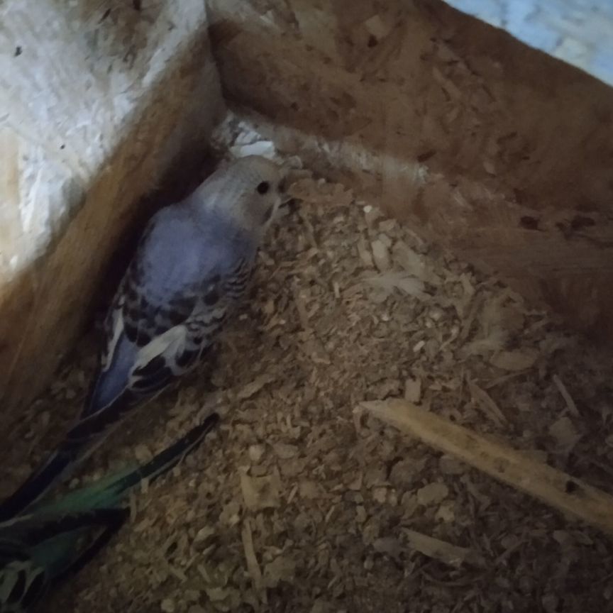 Птенцы волнистых попугаев