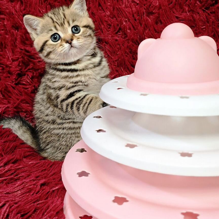 Шотландский прямоухий короткошёрстный котёнок