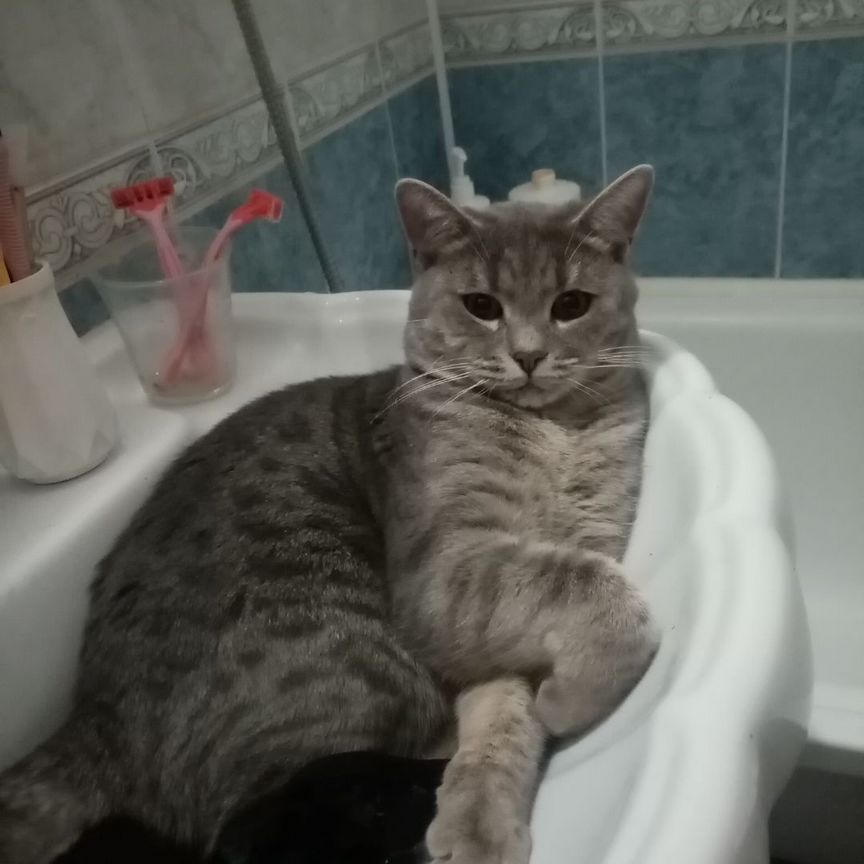 Котик молодой