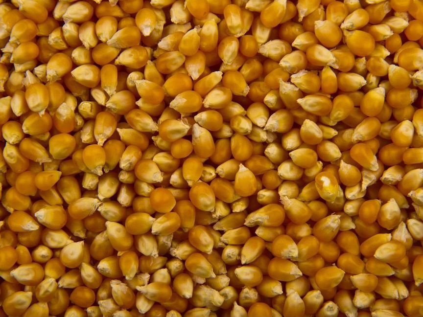 Пшеница озимая, Фуражная пшеница на корм