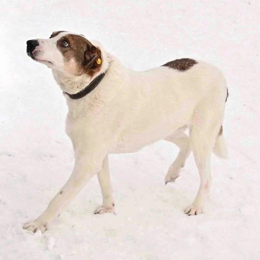 Беляшка. Собачка ищет добрый дом