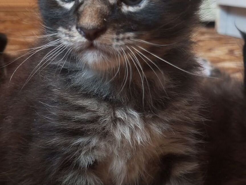 Котятки Мейн Кун