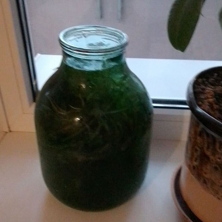 Аквариумные растения