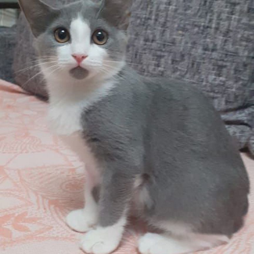 Котёнок Маришка