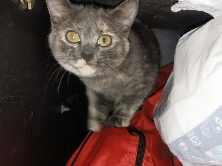 Котенок девочка нужен дом или передержка