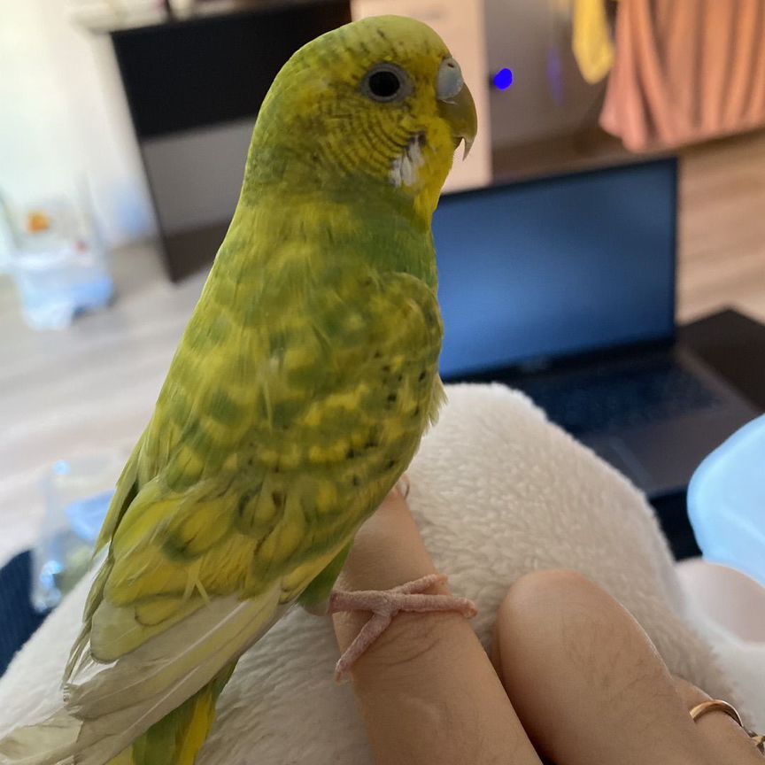 Волнистый попугай