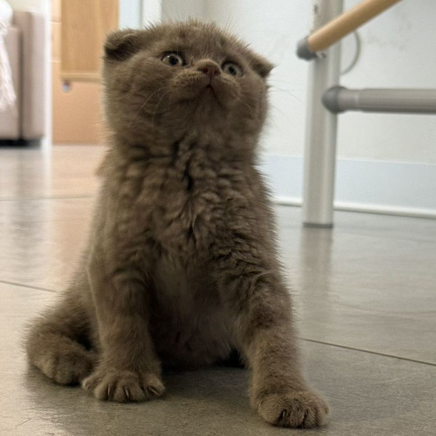 Шотландский вислоухий короткошёрстный котёнок