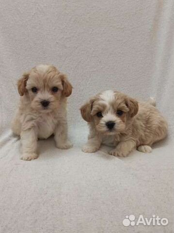 Мальтипу Ф1 шикарные малыши