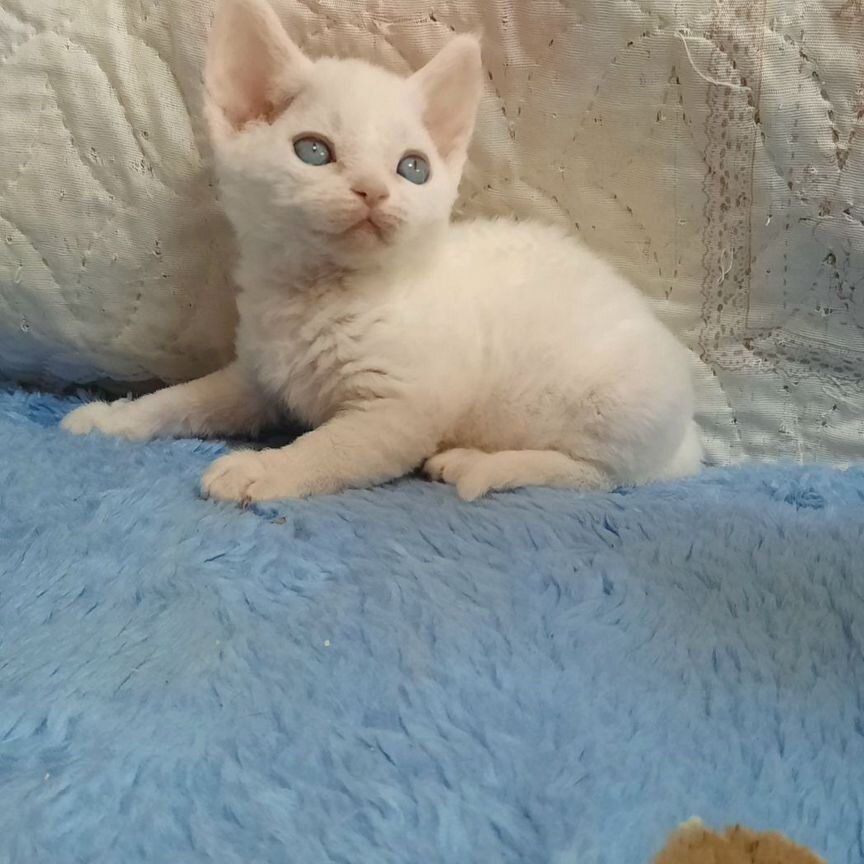 Котята девон-рекс мальчик