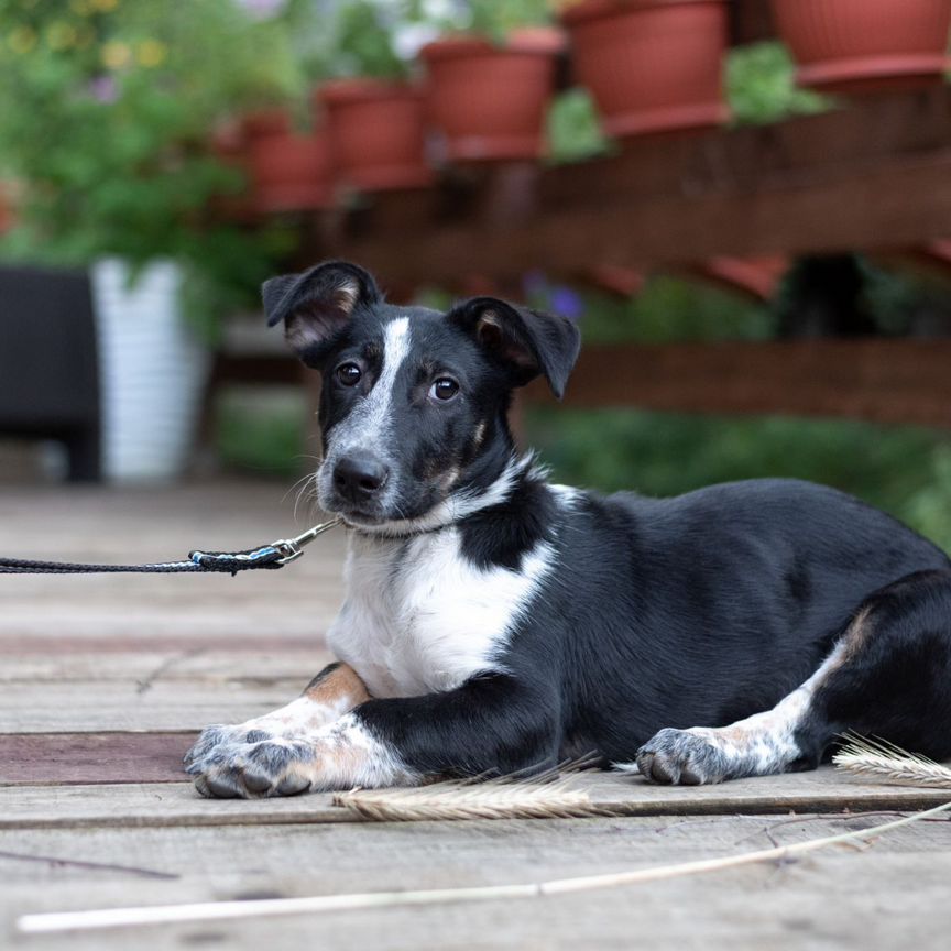 Майя 7 кг счастья в добрые руки