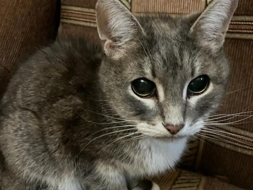 Кошка и кот в добрые руки