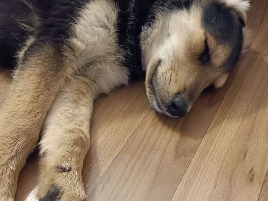 Собака бесплатно