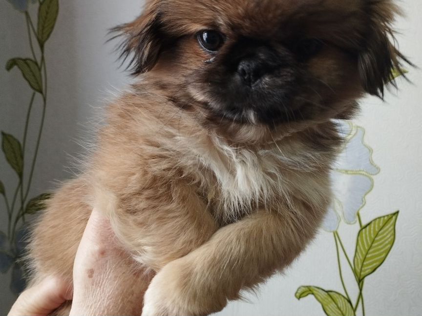 Щенки пекинес мальчик