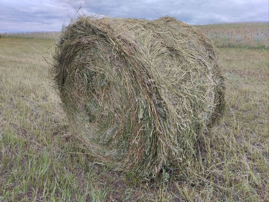 Продам сено в рулонах