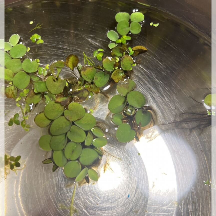 Сальвиния ушастая