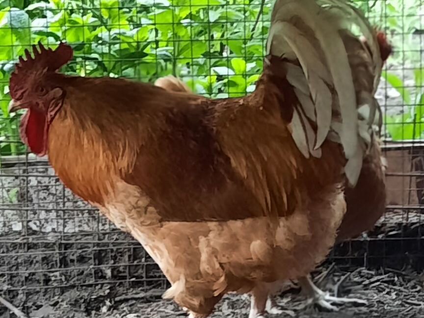 Петух мини-мясной