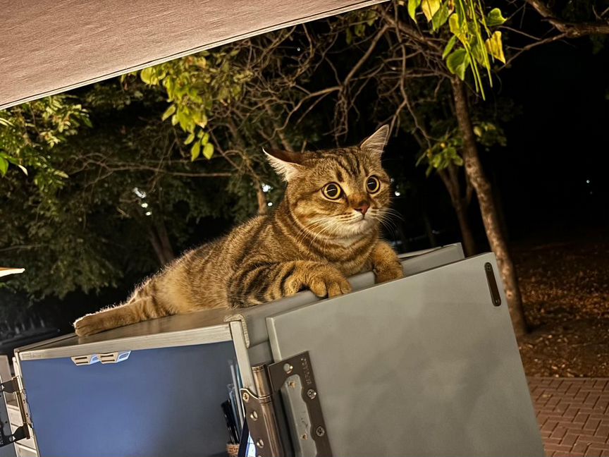 Найдена кошка, возможно кот непонятно