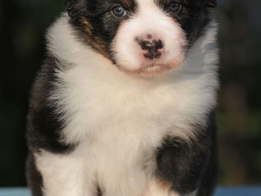 Щенки Австралийской овчарки (Аусси)