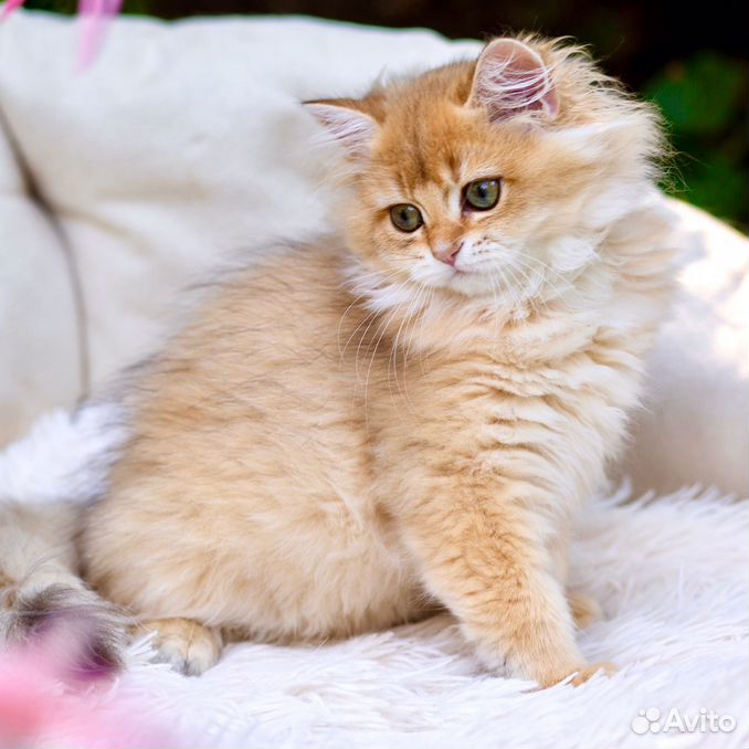 Котята британцы золотая шиншилла девочки