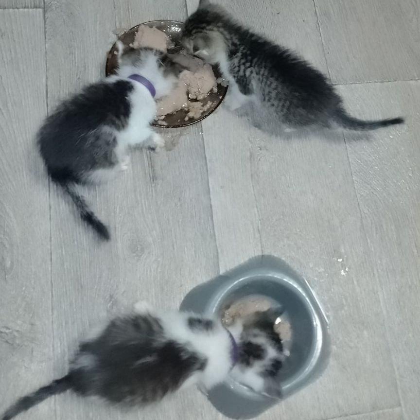 Котята в добрые руки бесплатно