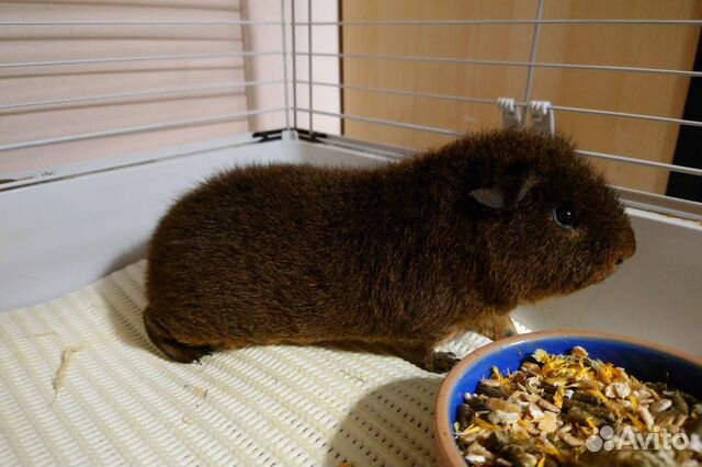 Морская свинка тедди