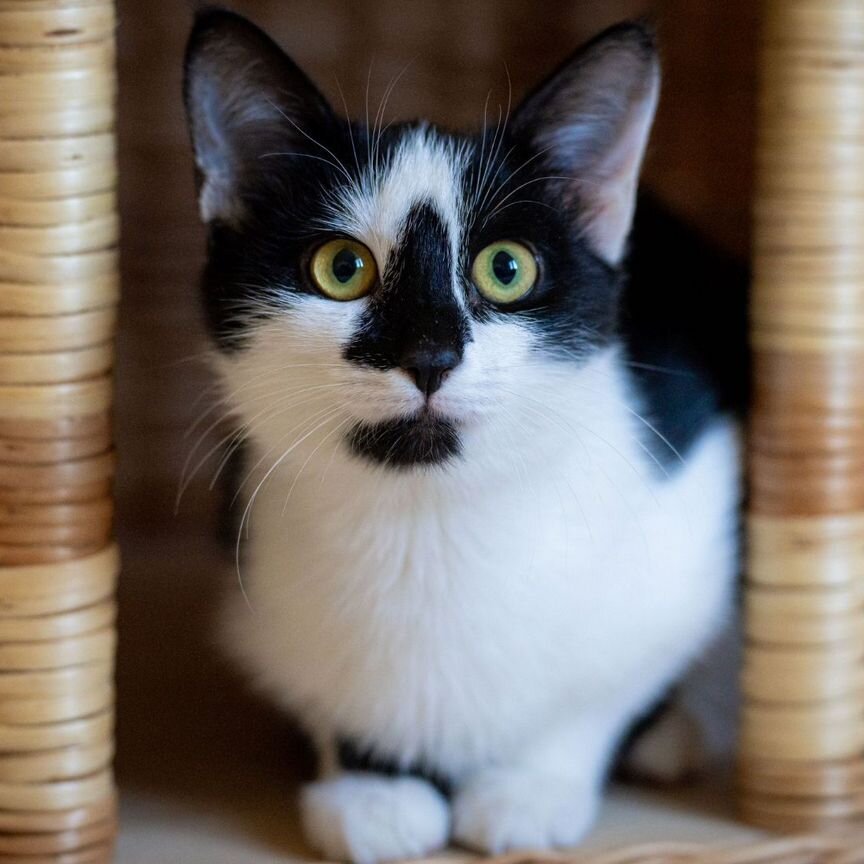 Котёнок черно- белая в добрые руки бесплатно