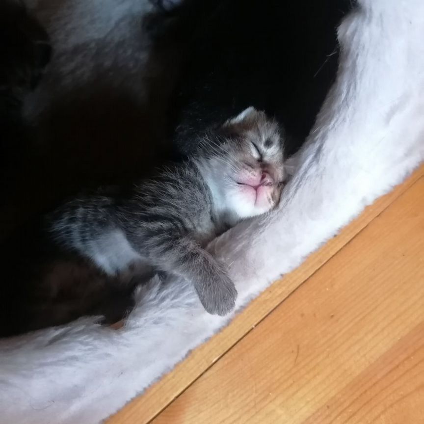 Кошки в добрые руки бесплатно