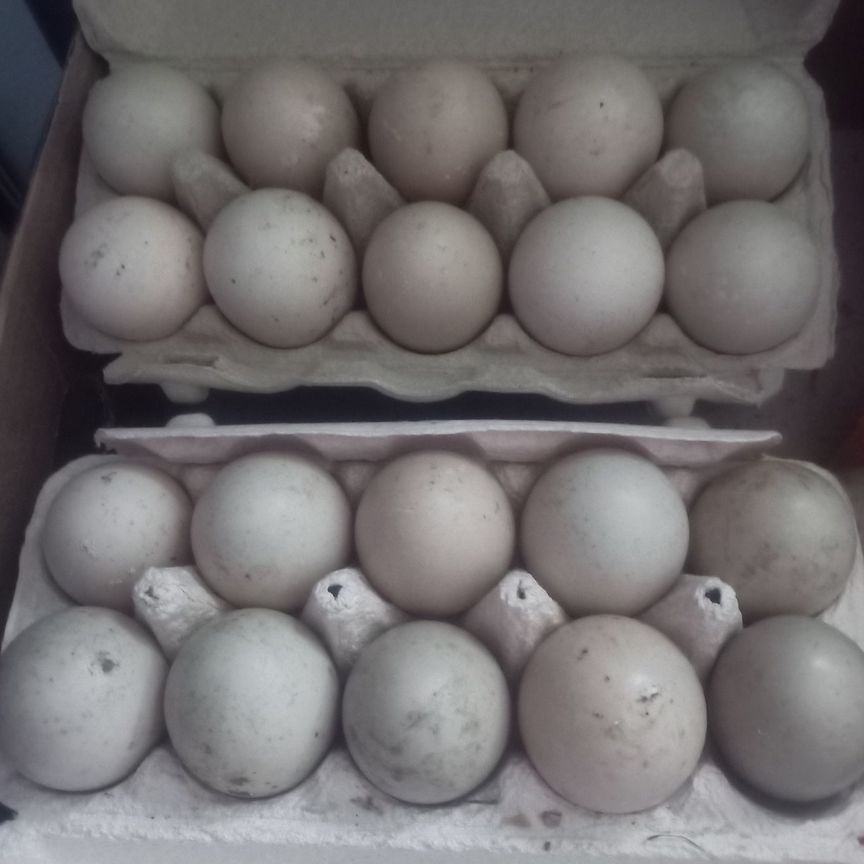 Утиные яйца