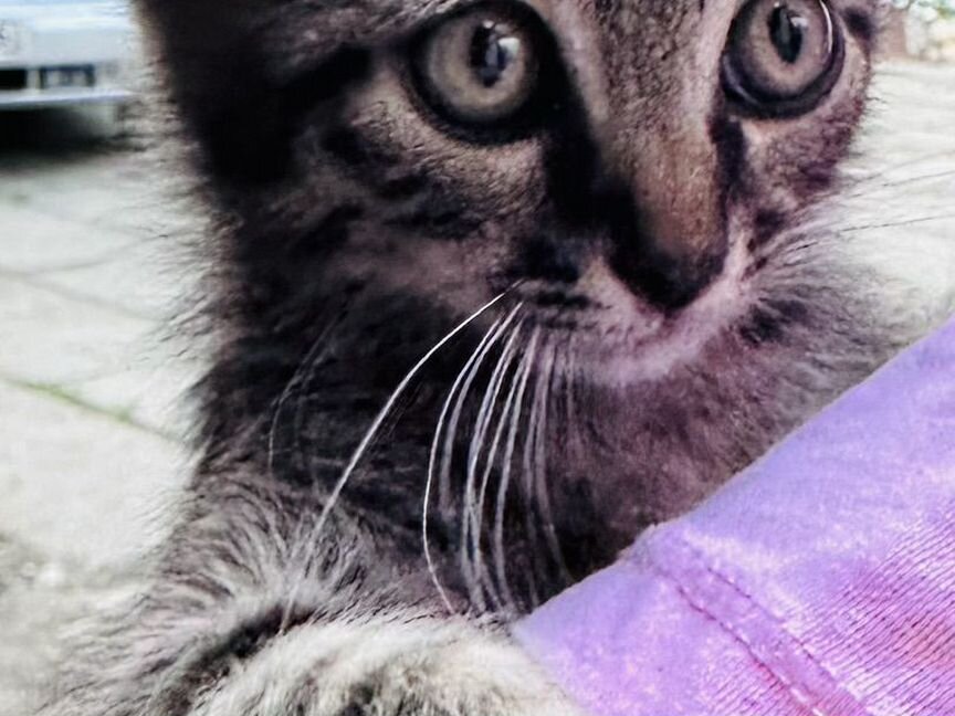 Котята в добрые руки мышеловы