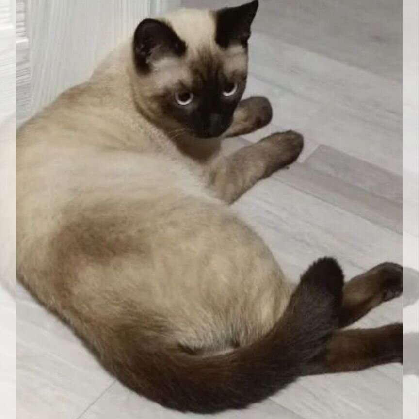 Сиамский, взрослый кот
