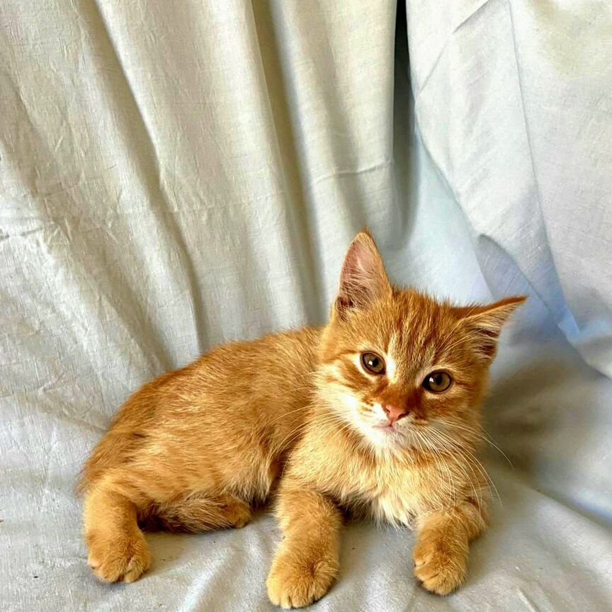 Солнечный котенок в дар