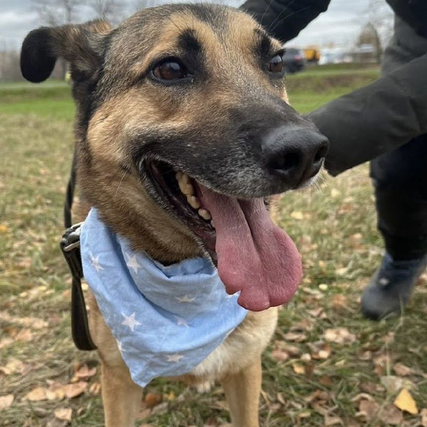 Ласковый Щкипер тоскует без человека