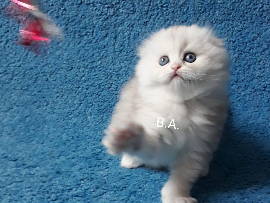 Счастье с голубыми глазками