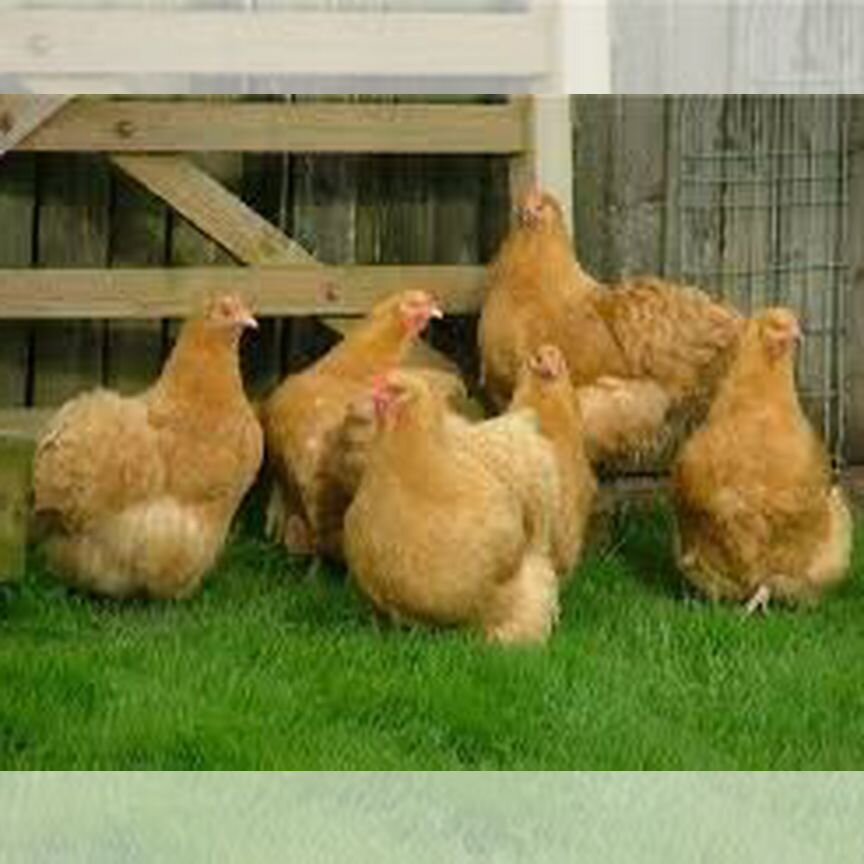 Породистые куры