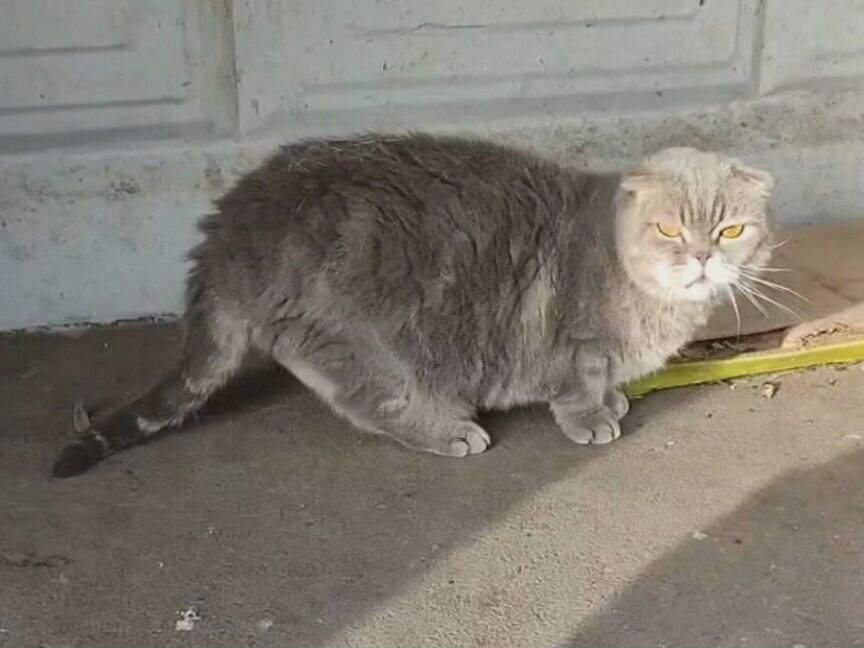 Шотландского кота выкинули