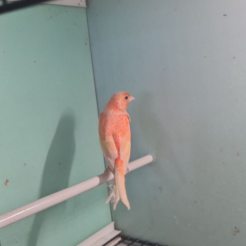 Кенара и канарейки