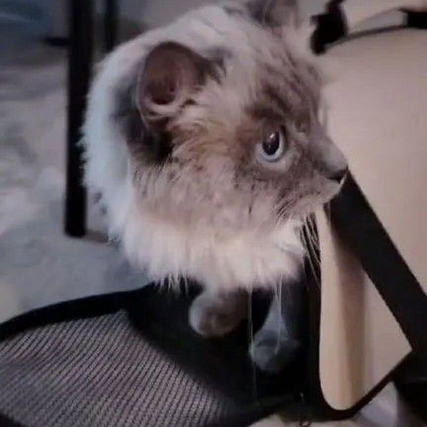 Котенок мальчик породистый ищет дом