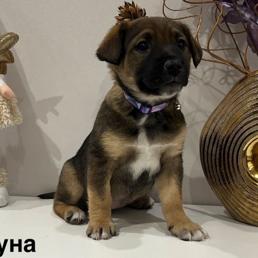 Щенок в добрые руки