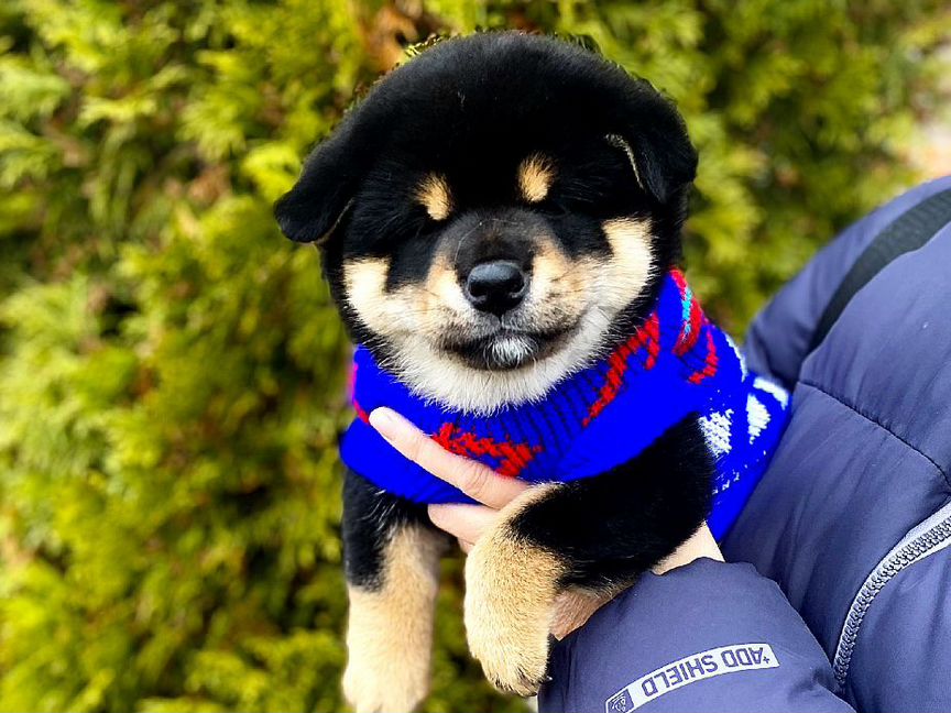 Красавец мужчинка