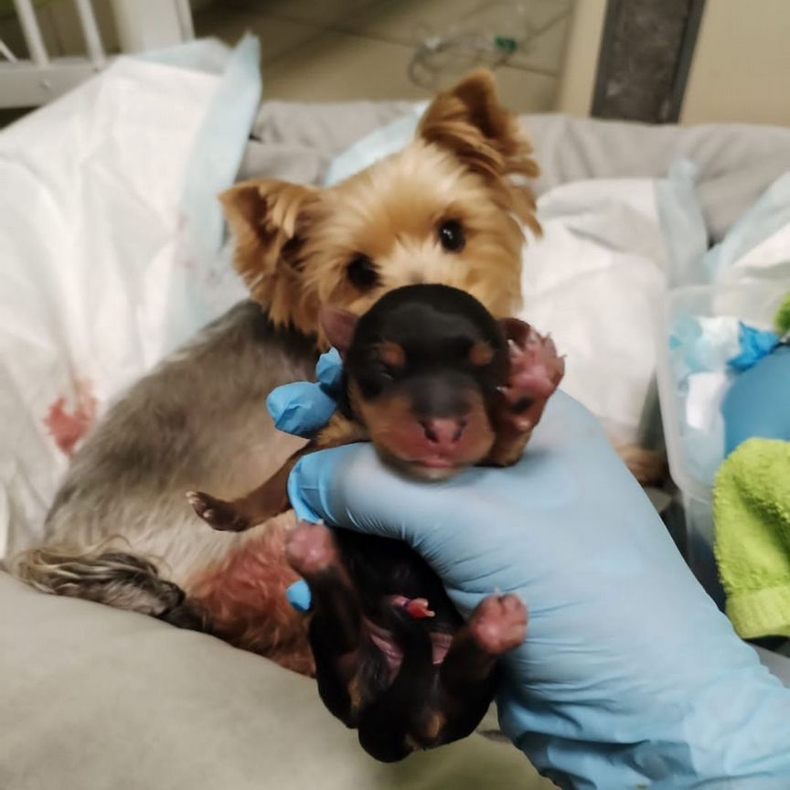 Йоркширский терьер щенки