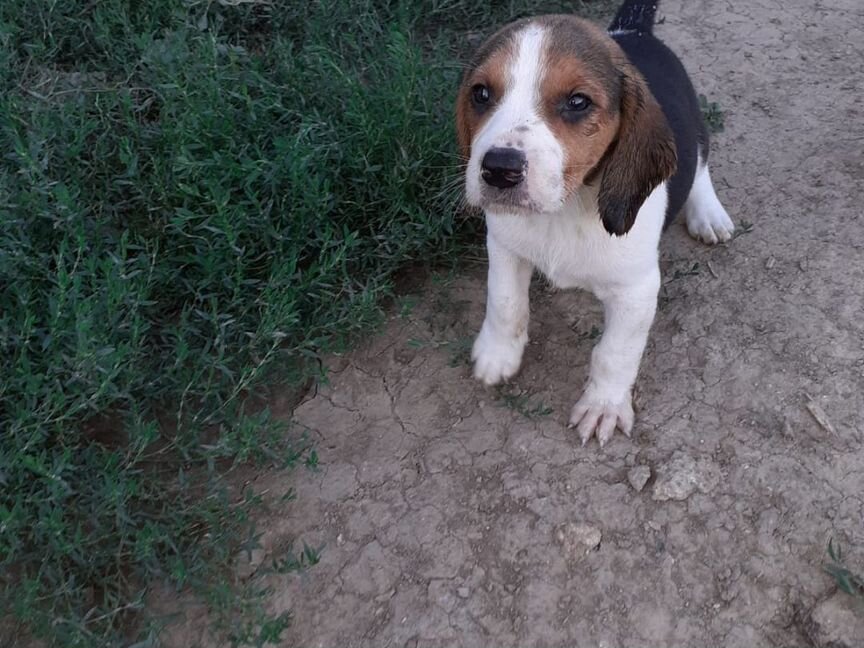 Эстонская гончая