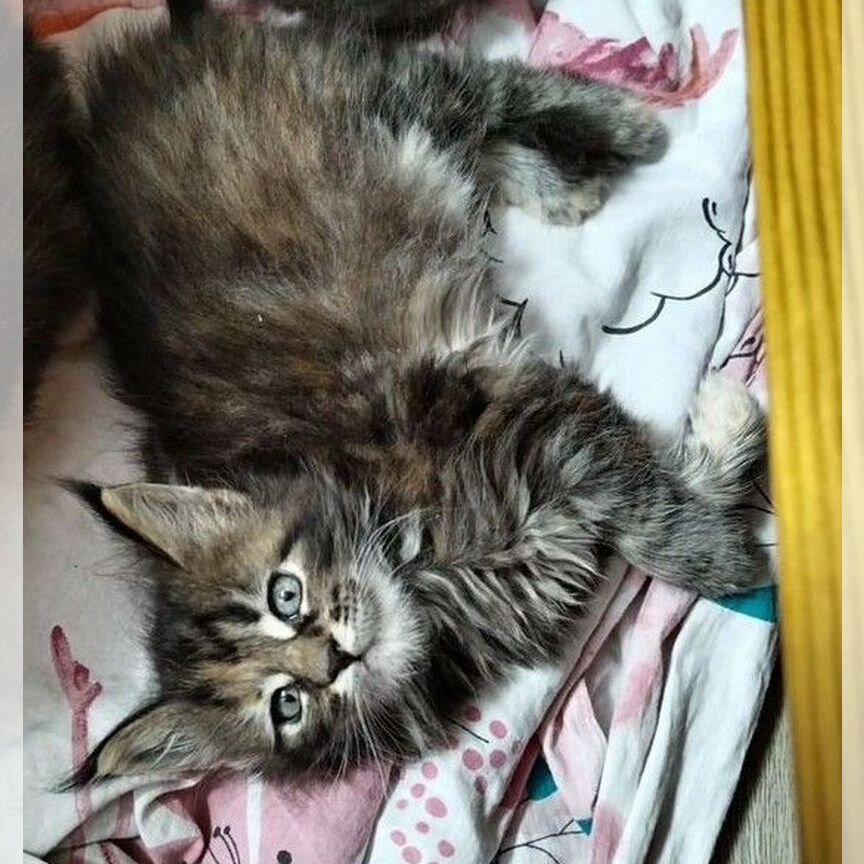 Мейн-кун котёнок
