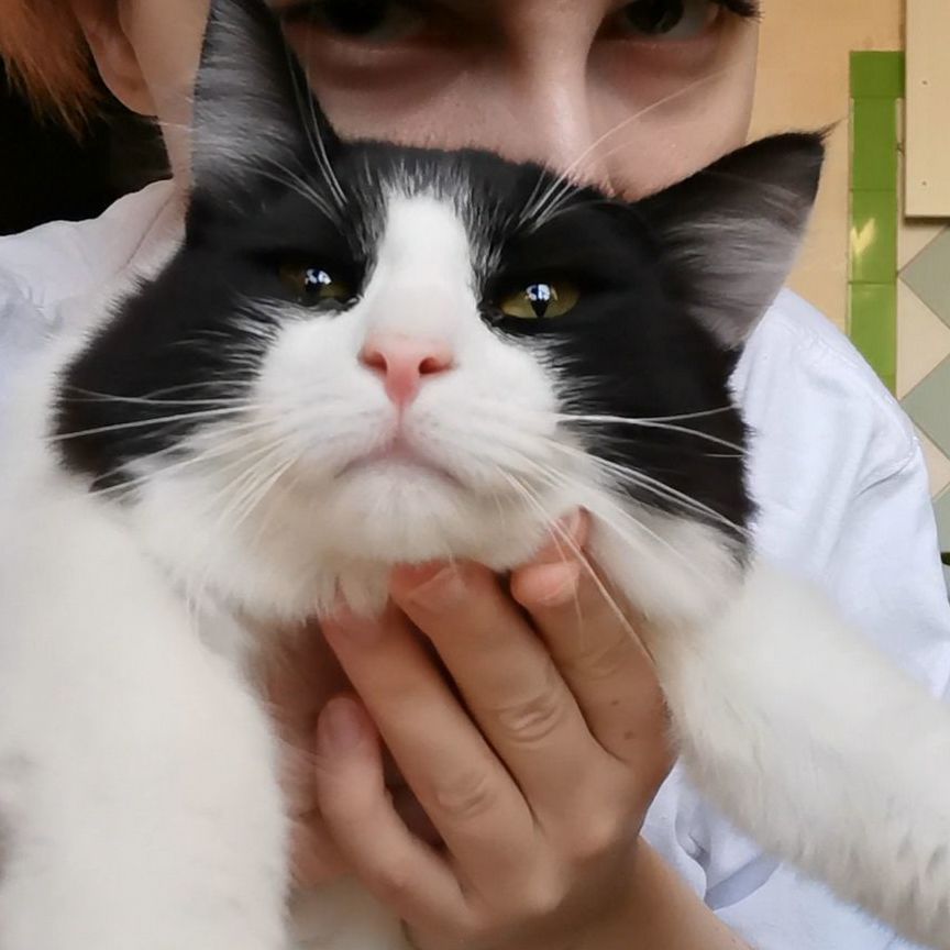 Отдаётся кот в надёжные и заботливые руки