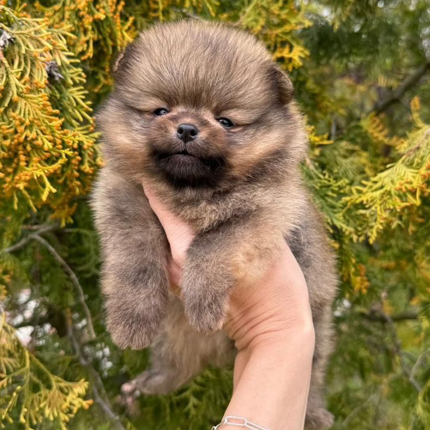 Померанский шпиц соболь