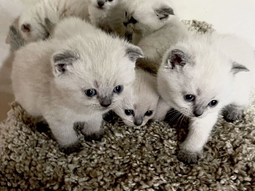 Шотландские котята блю поинт
