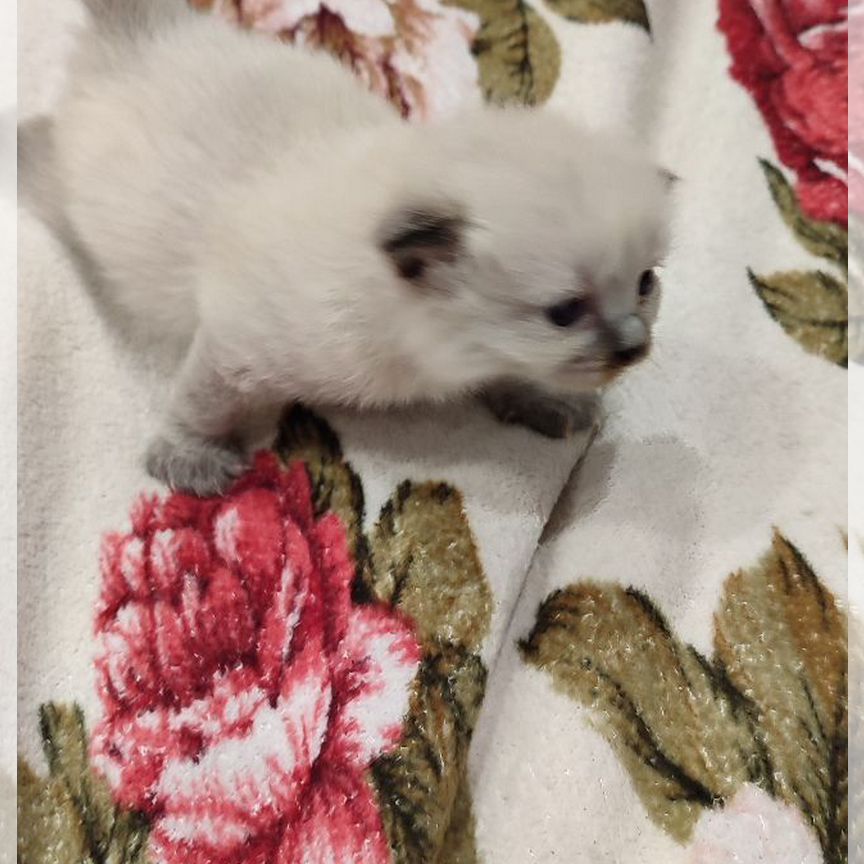 Невский маскарадный котёнок