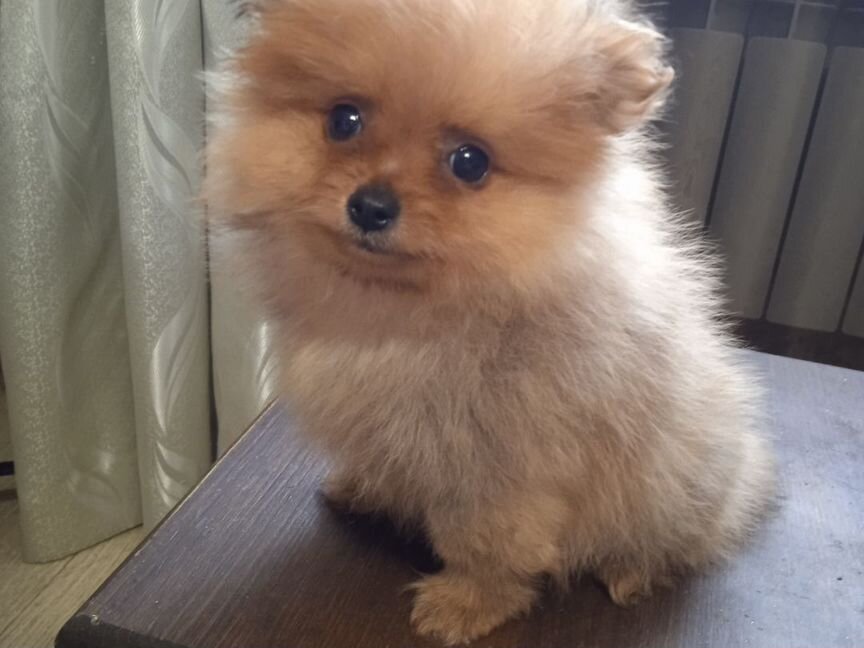 Щенки шпица