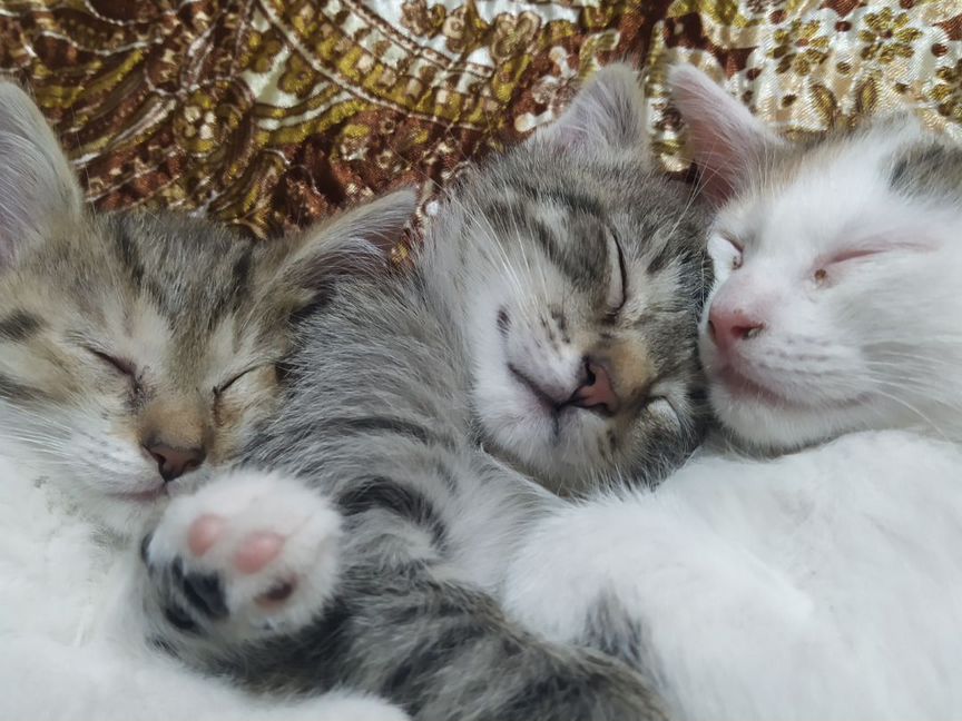 Котята в добрые руки